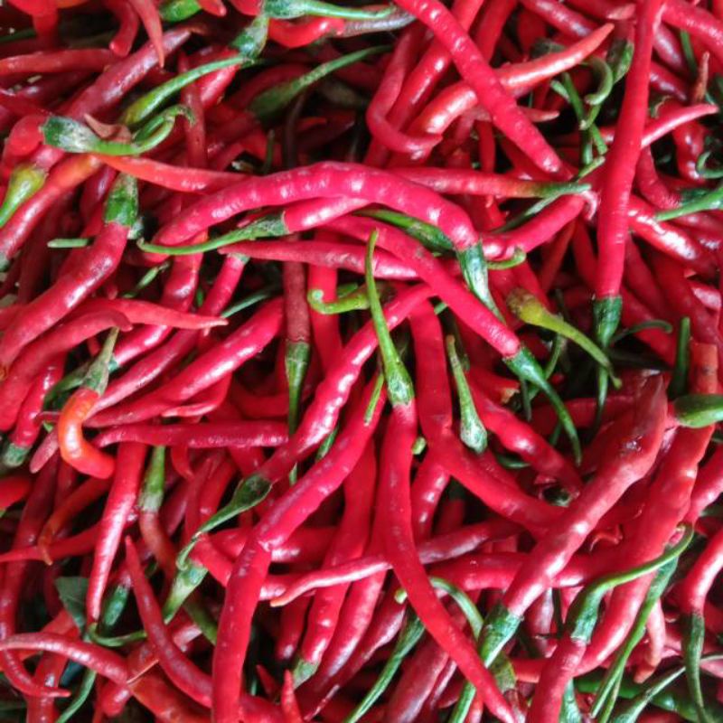 Jual Cabe Merah Keriting 1kg (Rauk) | Shopee Indonesia
