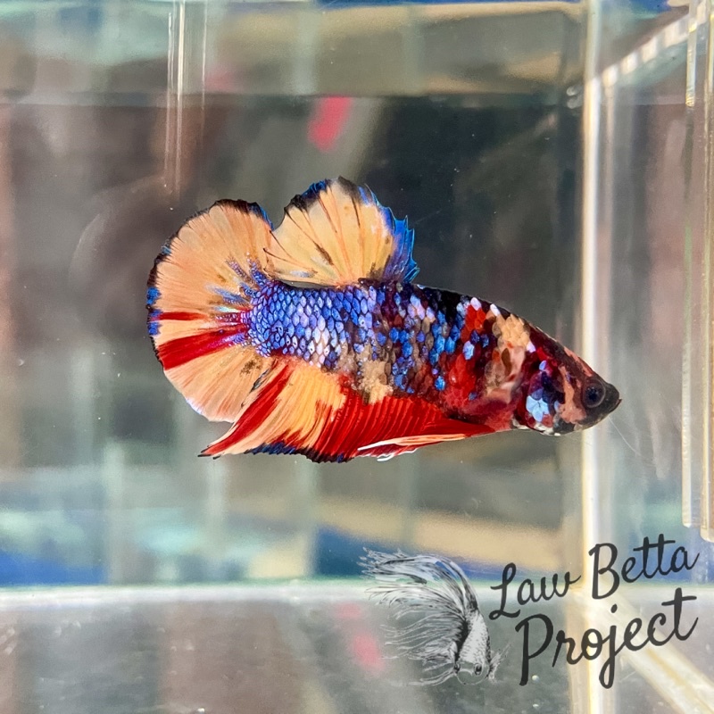 Jual Ikan Cupang Plakat Nemo Galaxy Galaxi | Shopee Indonesia