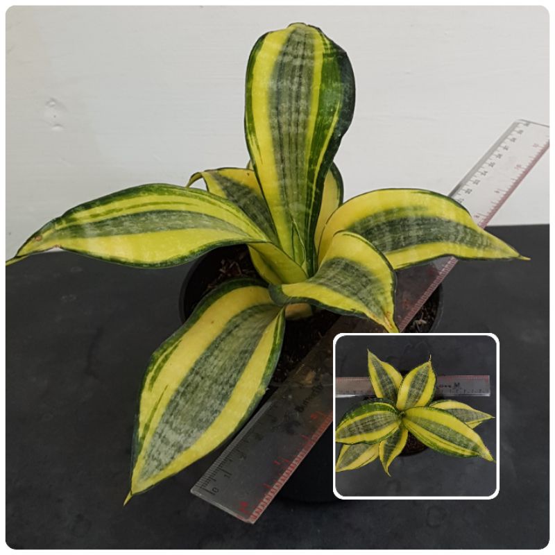Jual Sansevieria/Sansivera Golden Asahi/Futura Hendrika | Shopee Indonesia