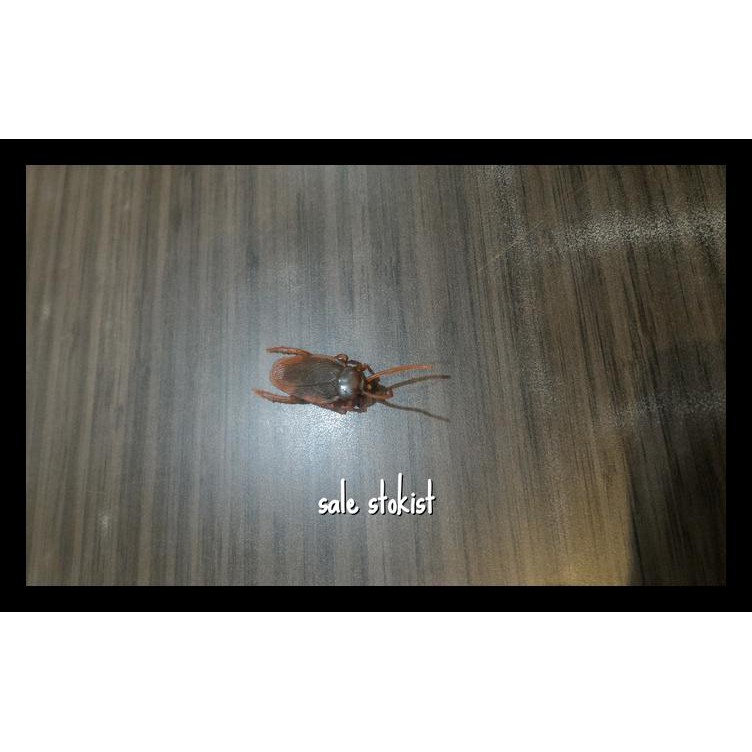 Jual Mainan kecoa kecoak coro karet usil jahil FREE ONGKIR | Shopee ...