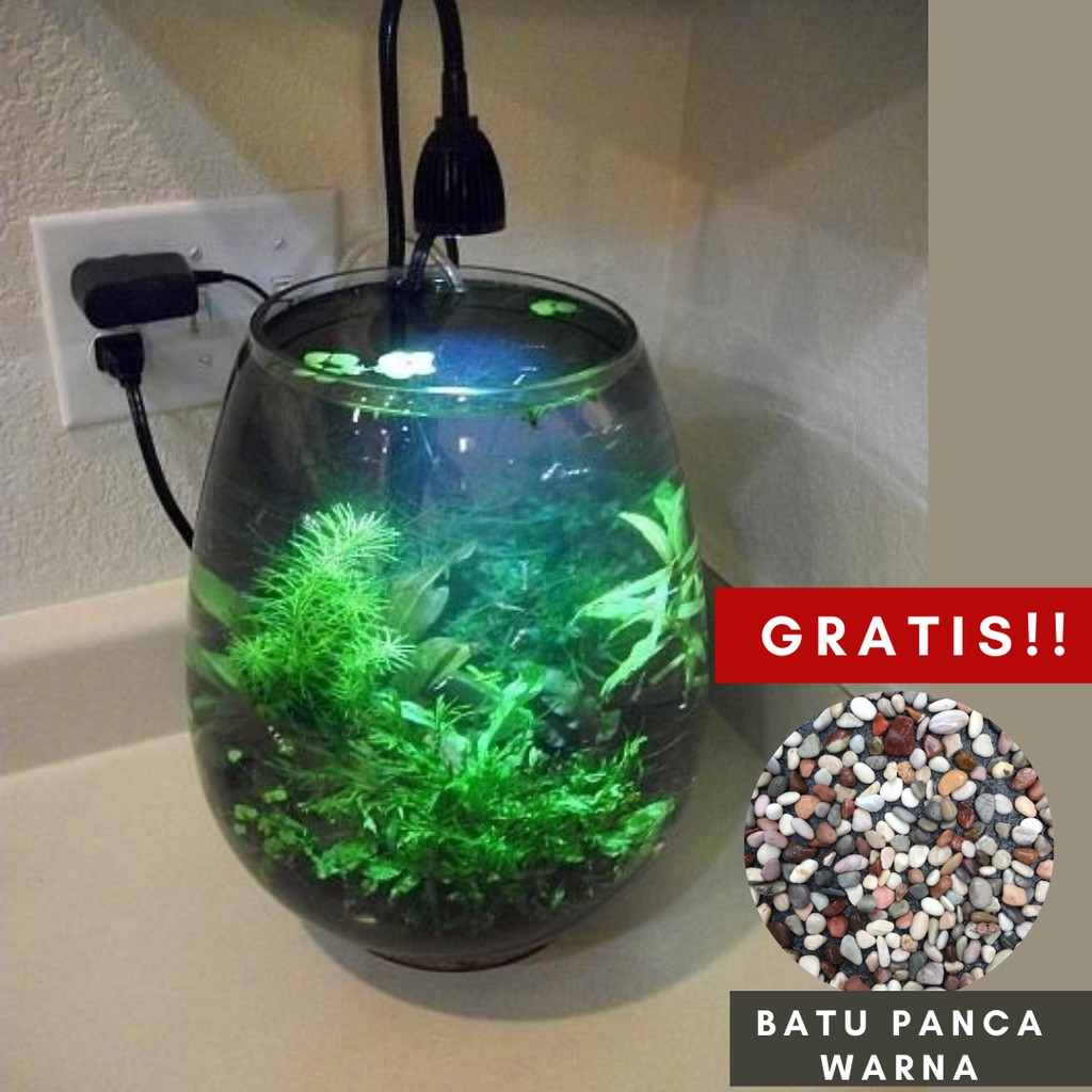 Jual GARANSI! Aquarium Mini Ikan Cupang Ukuran 475ml / Akuarium Kecil ...