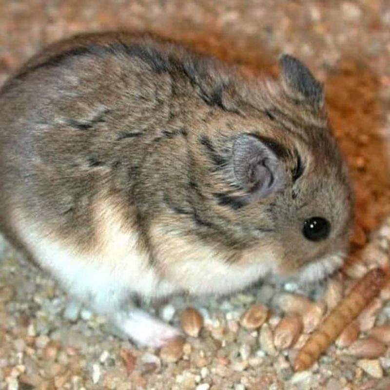 Jual hamster Campbell, winter white, syirian, robo hamster tasik ...
