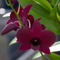 Jual anggrek dendrobium red 25k | Shopee Indonesia