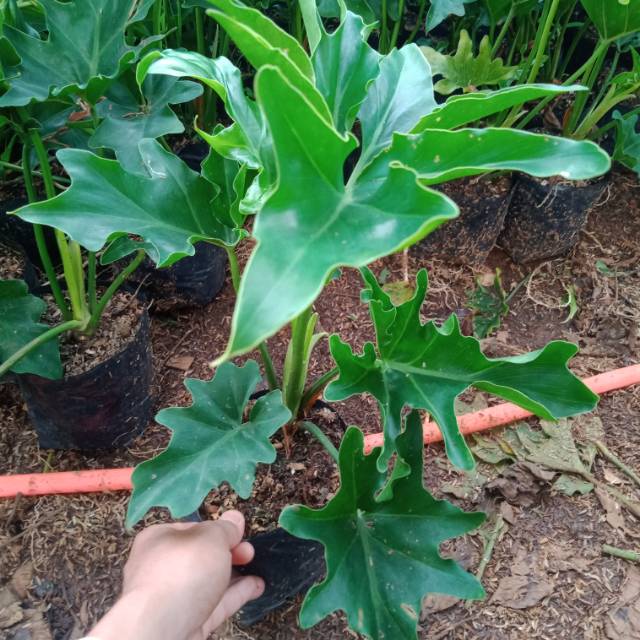 Jual Pohon pilo dendrum | Shopee Indonesia