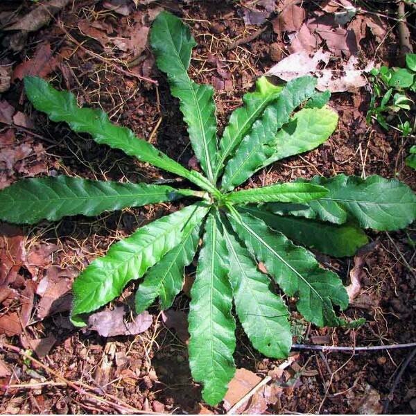 Jual tanaman obat tapak liman 250g | Shopee Indonesia