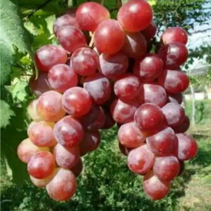 Jual tanaman anggur merah | Shopee Indonesia