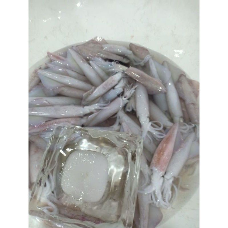 Jual cumi cumi fresh | Shopee Indonesia