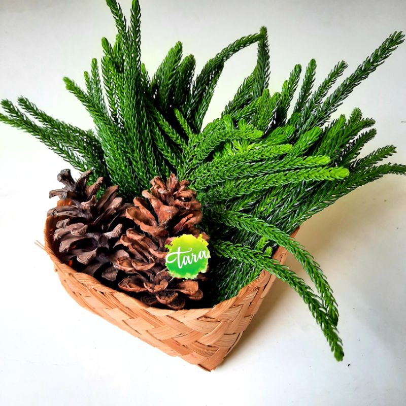 Jual Daun Cemara Gunung Norfolk Segar Fresh Untuk Art Photografi ...