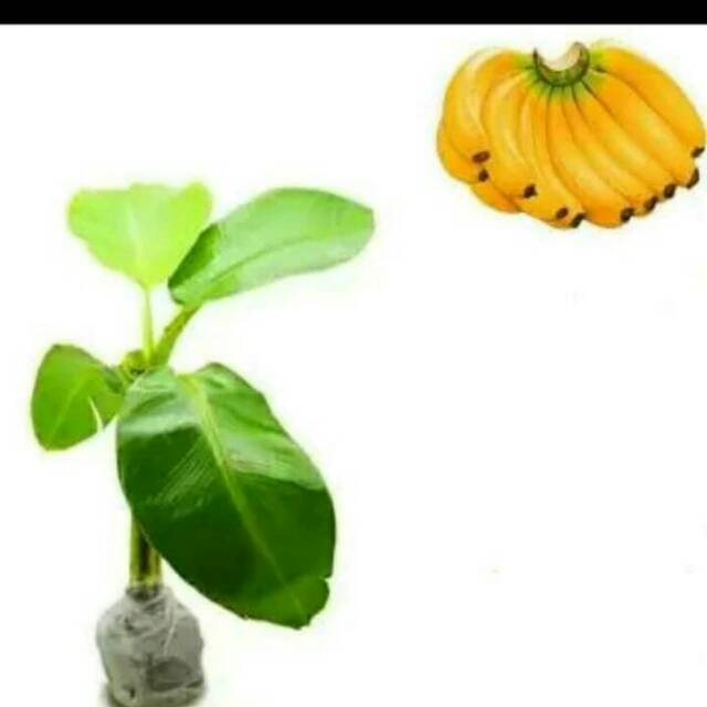 Jual Bibit Pisang Raja | Shopee Indonesia