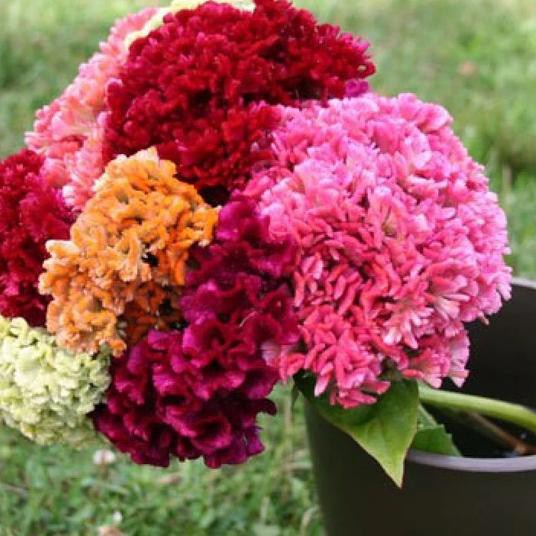 Jual Biji Bunga Celosia Argentea Plumosa Mix Colour - Bibit Tanaman ...