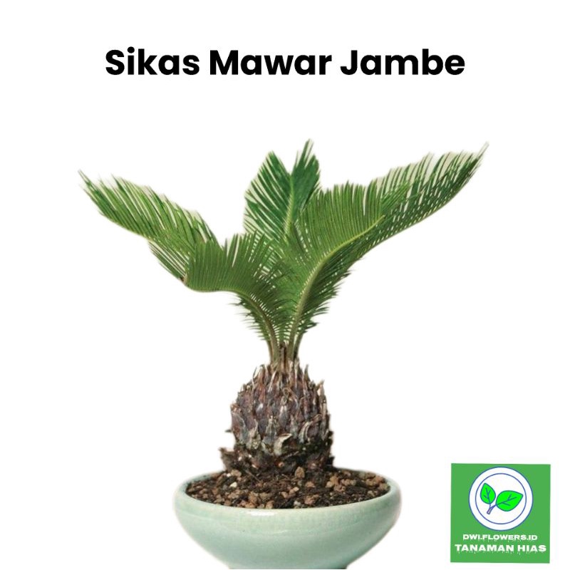 Jual ( BISA COD ) Tanaman Hias Palem Sikas Dewasa & Bibit Palm Sikas ...