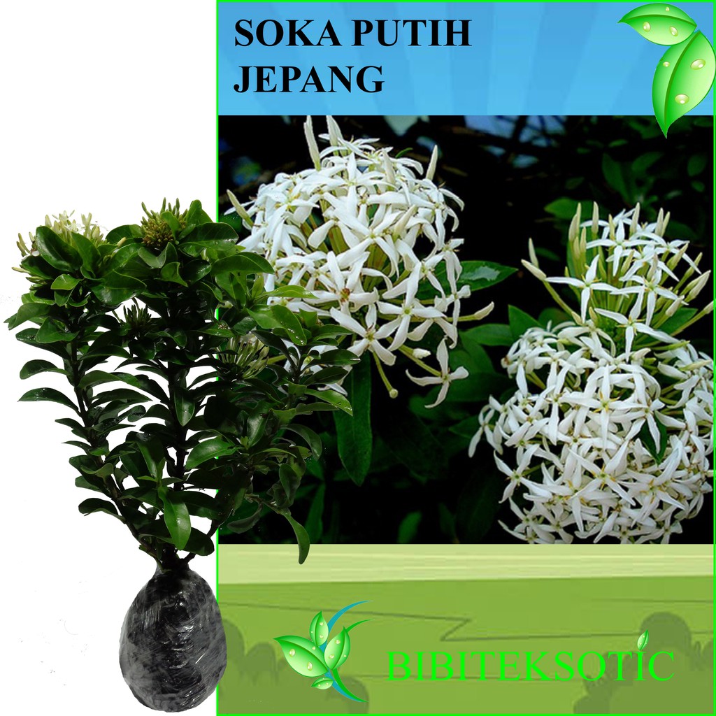 Jual Tanaman Bunga Soka Putih Jepang (Tinggi 30-40 cm) | Shopee Indonesia