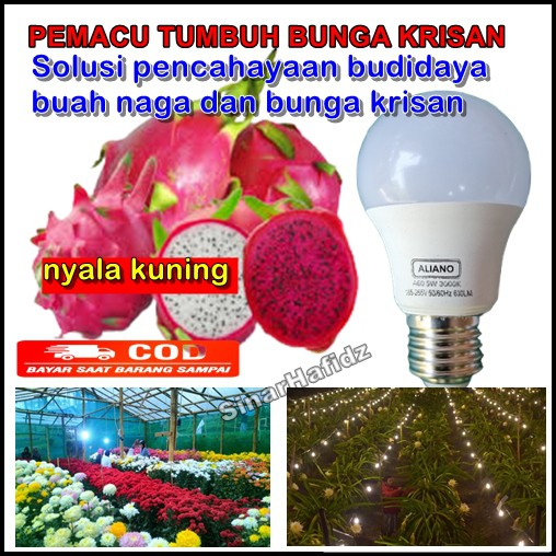 Jual Lampu Buah Naga/DRAGON FRUIT NYALA WARNA KUNING | Shopee Indonesia