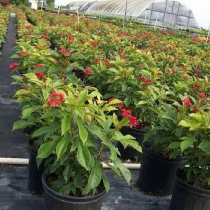 Jual tanaman peregrina/spicy jatropha | Shopee Indonesia