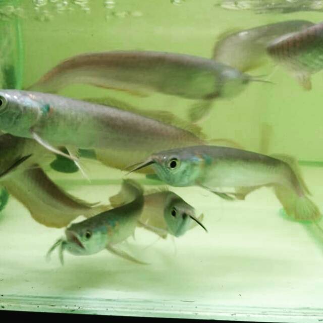 Jual Arwana Silver Brazil Murah Meriah | Shopee Indonesia