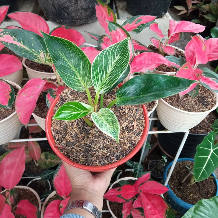 Jual Tanaman Hias Philo Birkin Sedang / Tanaman Hidup (GOJEK/GRAB ONLY ...