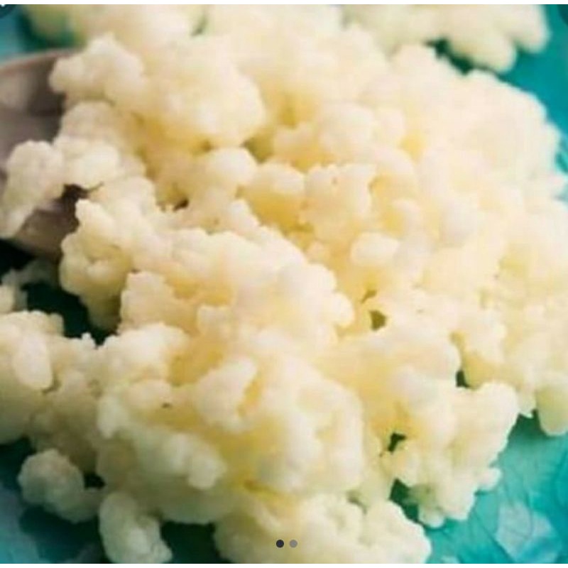 Jual grain kefir/bibit kefir susu/grain kefir susu 10gr untuk pemula ...