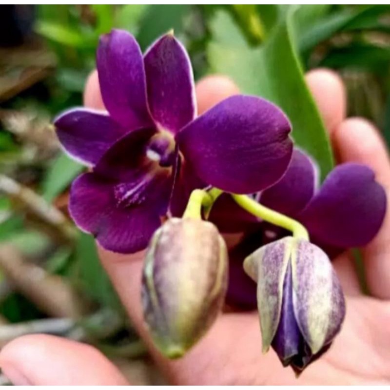 Jual Pohon Anggrek Dendrobium Dewasa Bunga Biru / Airy Way Blue Siap ...