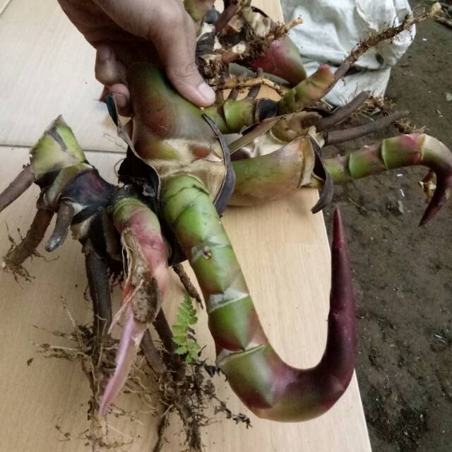 Jual KUKURING Bibit Tanaman Bonggol Kecombrang Merah - Bibit Honje ...