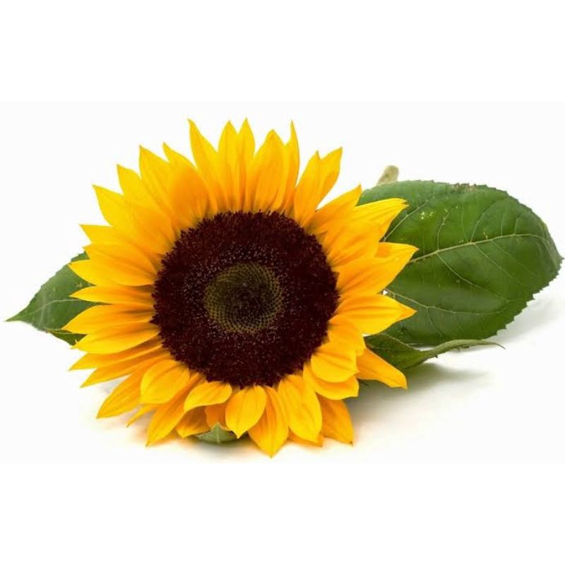 Jual Pohon bunga matahari tanaman sudah berbunga ( Tanaman hidup bunga ...