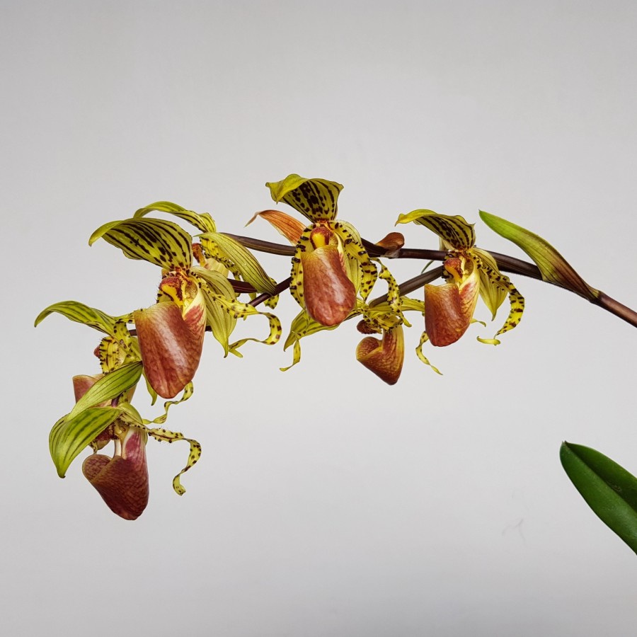 Jual Anggrek Paphiopedilum supardii | Shopee Indonesia