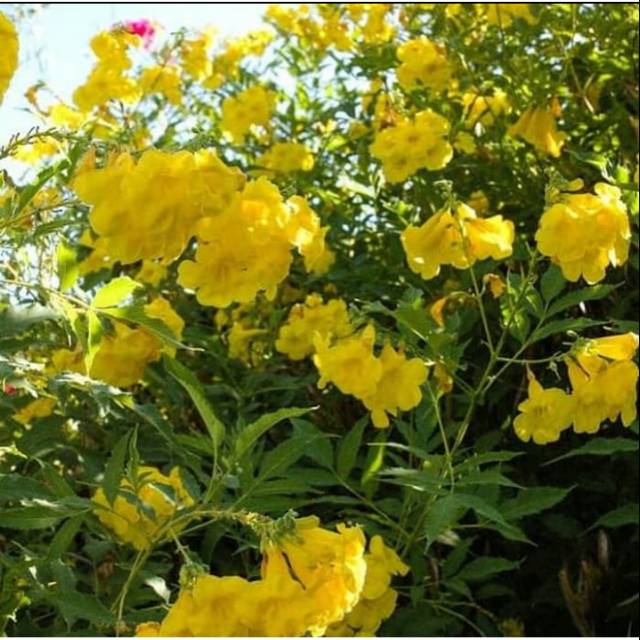 Jual Bibit tanaman bunga tecomaria bunga kuning tecoma tekomaria tekoma ...