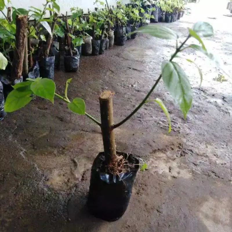 Jual PAKET 2 BIBIT CINCAU POHON | Shopee Indonesia
