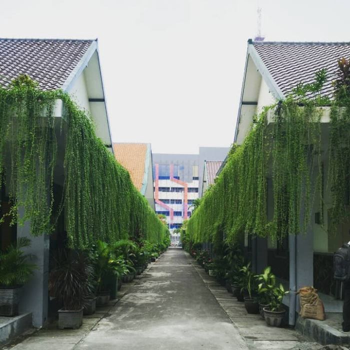 Jual BIBIT TANAMAN MENJUNTAI LEE KWAN YEW LI KWAN YU / TANAMAN MERAMBAT LEE KWAN YEW-TANAMAN ...