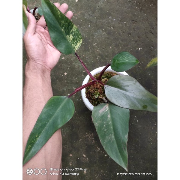 Jual philodendron strawberry shake | Shopee Indonesia