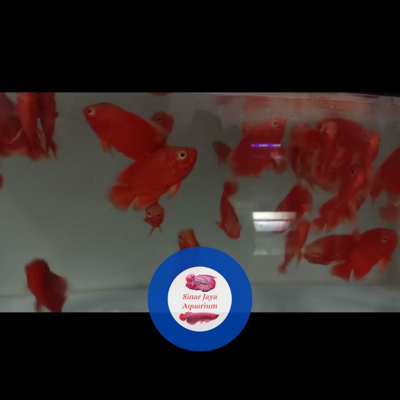 Jual Ikan Oscar Red Chilli / Oscar Paris Albino Red / Oscar Albino ...