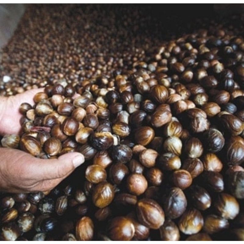 Jual biji pala kering 1kg | Shopee Indonesia