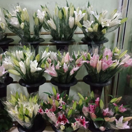 Jual Bunga Casablanca Lily ECER (Bunga Potong Segar Jakarta) | Shopee ...