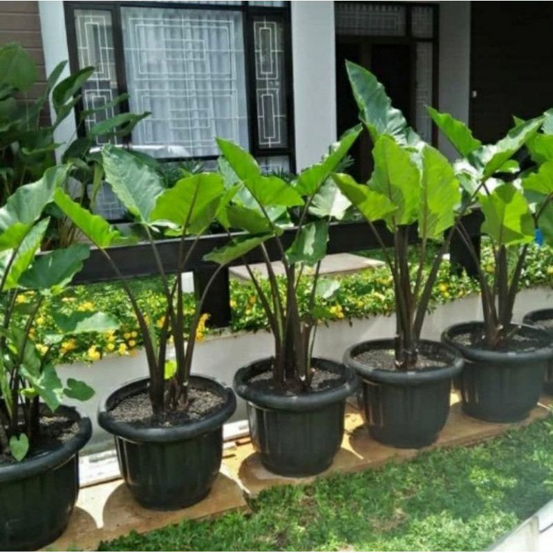 Jual Tanaman hias sente batang hitam-sente bali alocasia | Shopee Indonesia