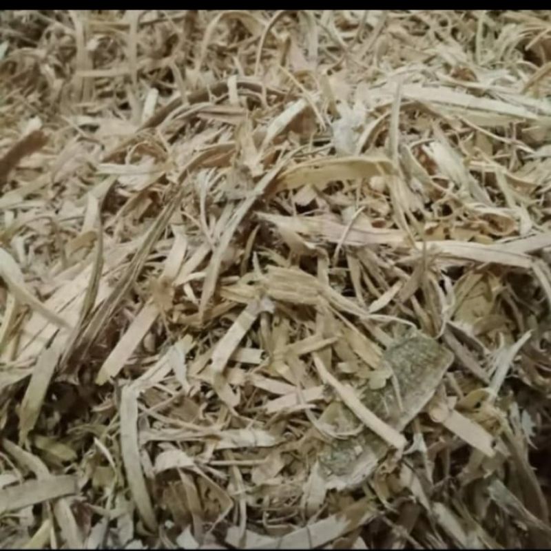 Jual Bidara Laut/Widoro Laut/Doro Putih/Kayu Ular Kering 500 gram ...