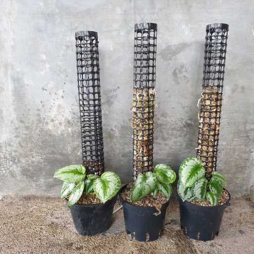 Jual Ajir Turus Tanaman dari Plastik 50cm | Shopee Indonesia