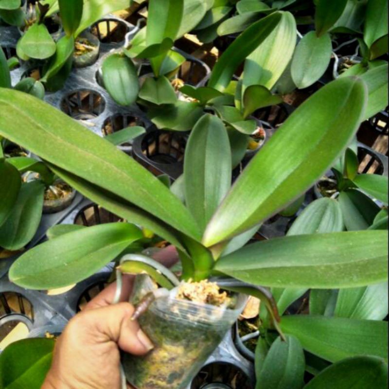 Jual TANAMAN HIAS - BIBIT ANGGREK BULAN SIAP BERBUNGA | Shopee Indonesia