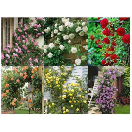 Jual Tanaman Bunga Mawar Rambat - Climbing Rose - Tanaman Hias Bunga ...