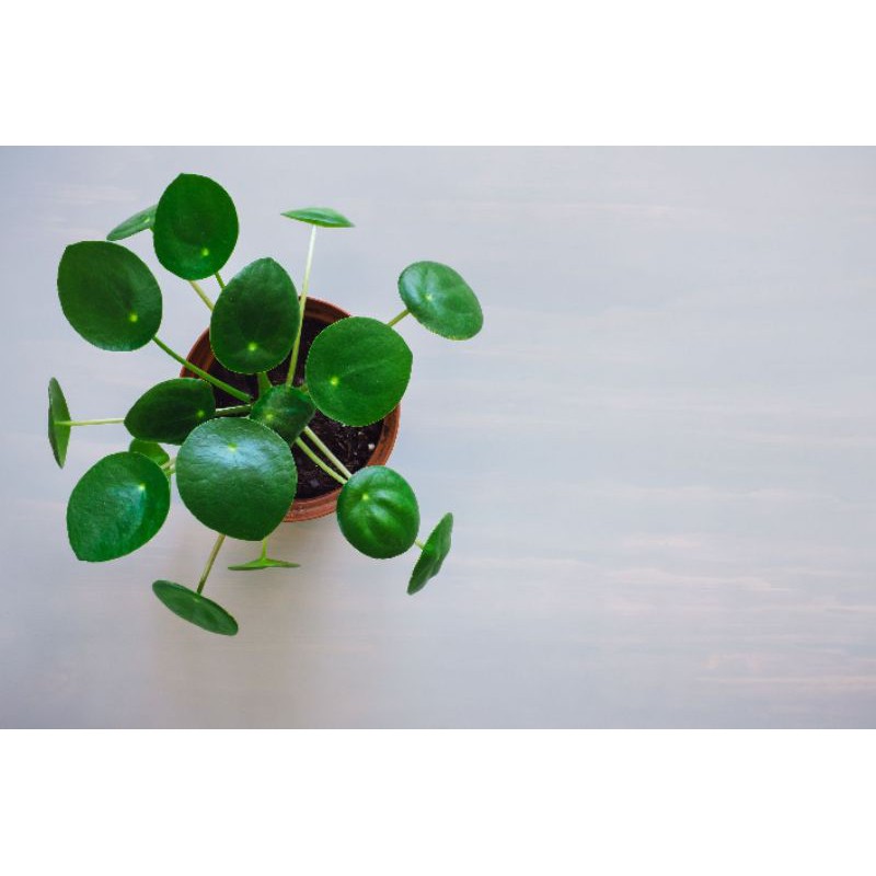 Jual Tanaman Hias Pilea Peperomioides (chinese money )+ pot (Baby ...