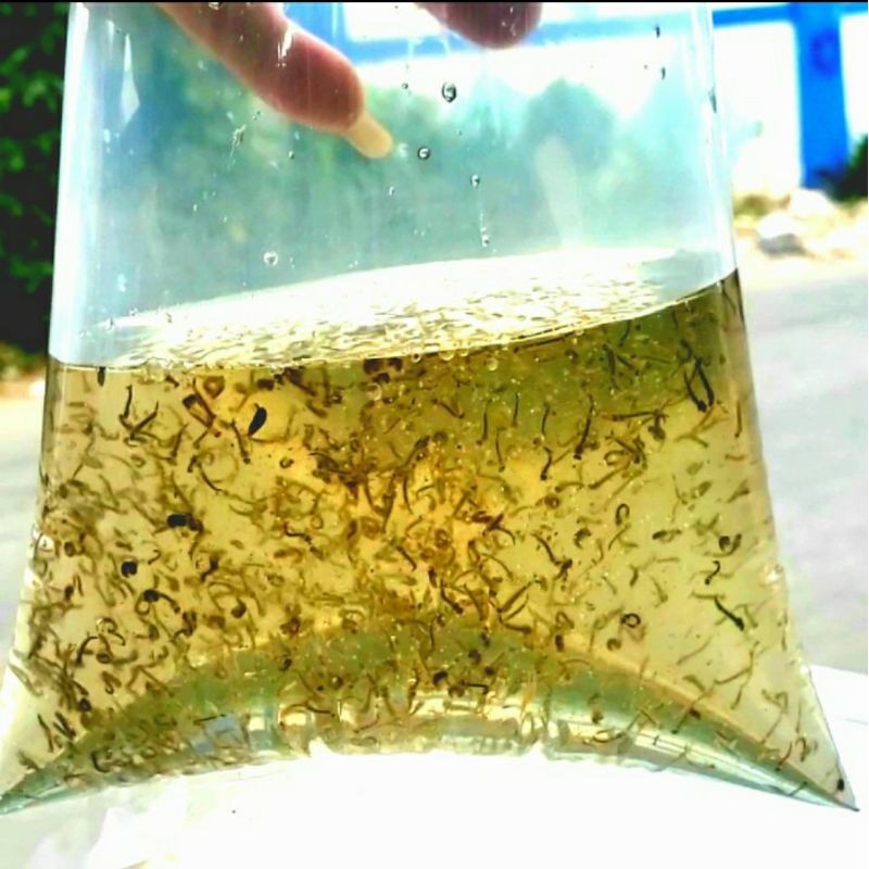 Jual Pakan Ikan Hias Jentik Nyamuk / Encu / Ncu / Bersih dan Segar ...