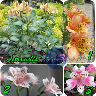 Jual Bunga Astromelia (Alstroemeria caryophyllacea) / pevurian Lili ...