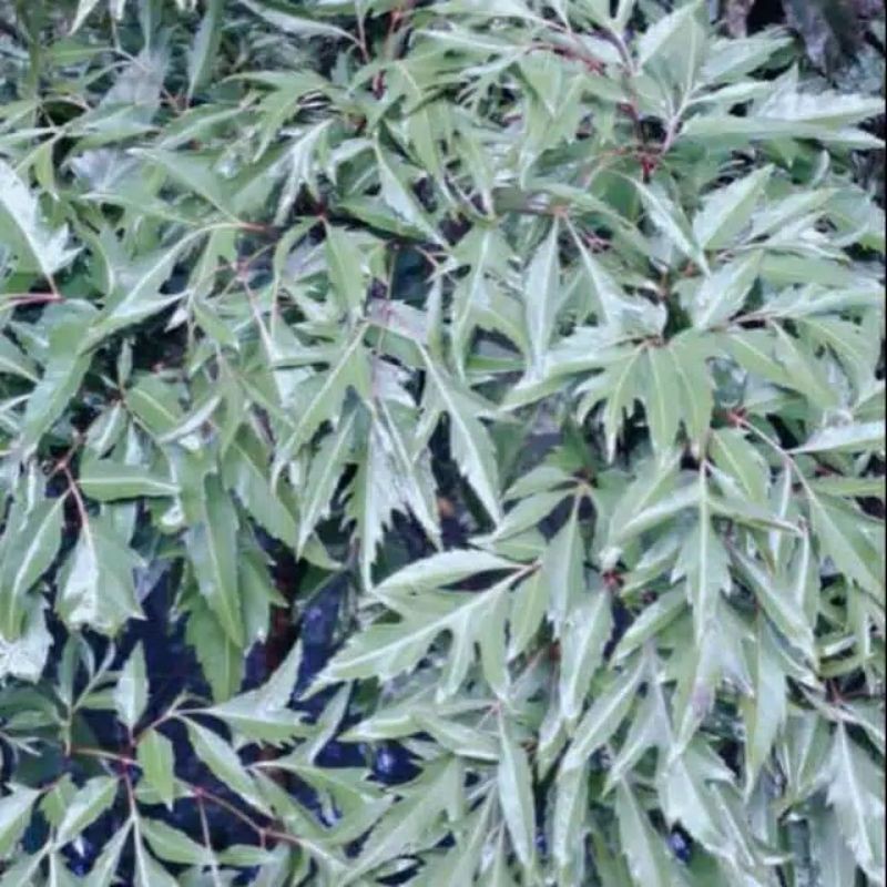 Jual daun kenikir/raja midang segar netto 100 gram segar siap petik ...