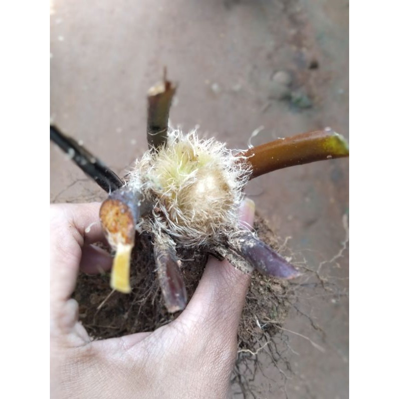 Jual Pakis monyet hanoman mini murah | Shopee Indonesia