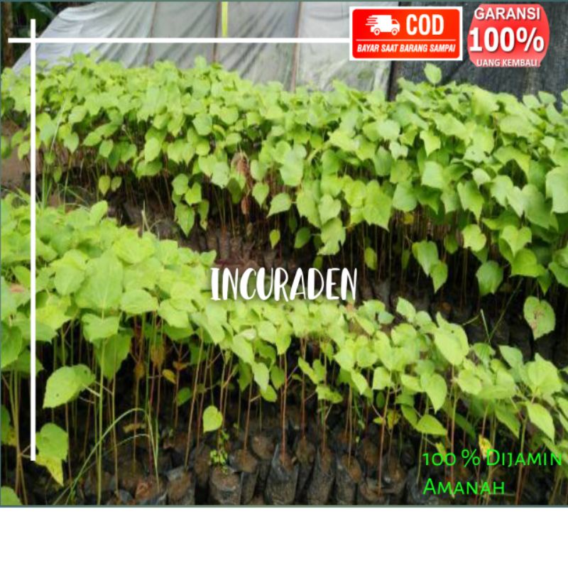 Jual BIBIT POHON BALSA SIAP TANAM PERSATU POHON UKURAN 30CM | Shopee ...