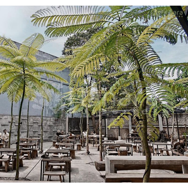 Jual tanaman solobium pakis brazil schizolobium parahybai tinggi 1 ...