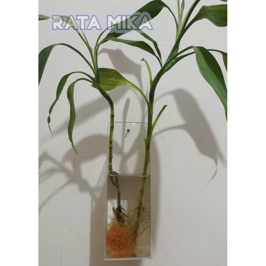 Jual Vas / Pot Bunga Acrylic Model Gantung | Shopee Indonesia