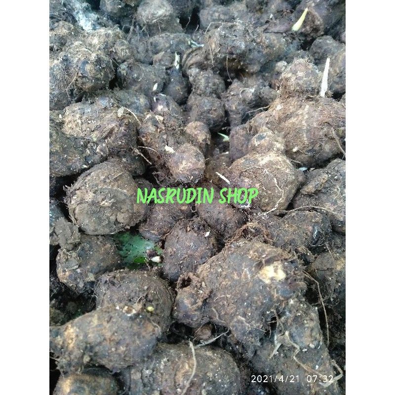 Jual BIBIT RIMPANG TALAS BENENG 1KG KULIT BENENG/TELOR BENENG BIBIT ...