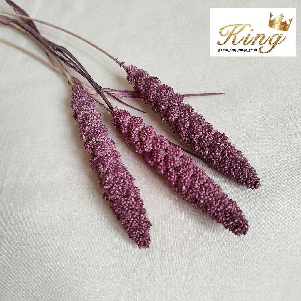 Jual (3PCS) Preserved Setarea Setaria Grass Flower Bunga Kering Asli ...