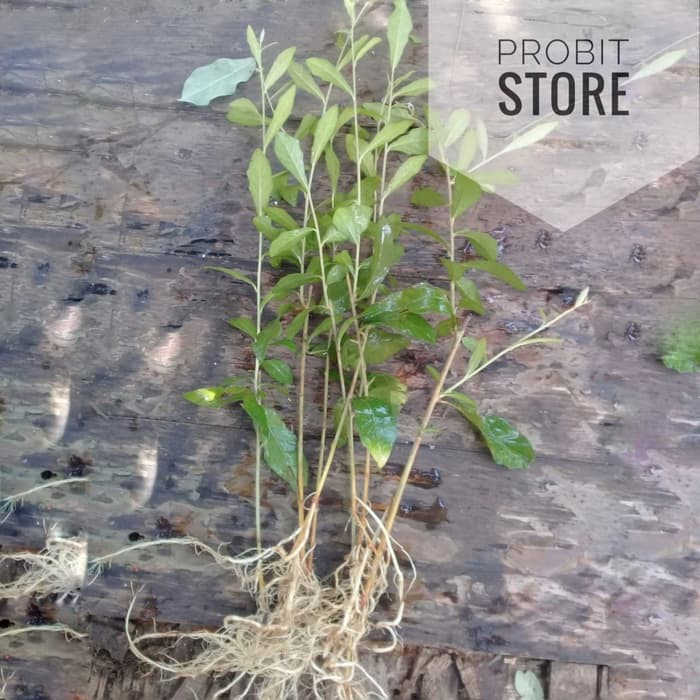 Jual li kwan yu / Lee kwan yew / lee kwan yu / li kwan yew | Shopee ...