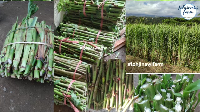 Jual Bibit Telo Papua VIRAL Pakan Ternak Super Nutrisinya (Per Ikat 1 ...