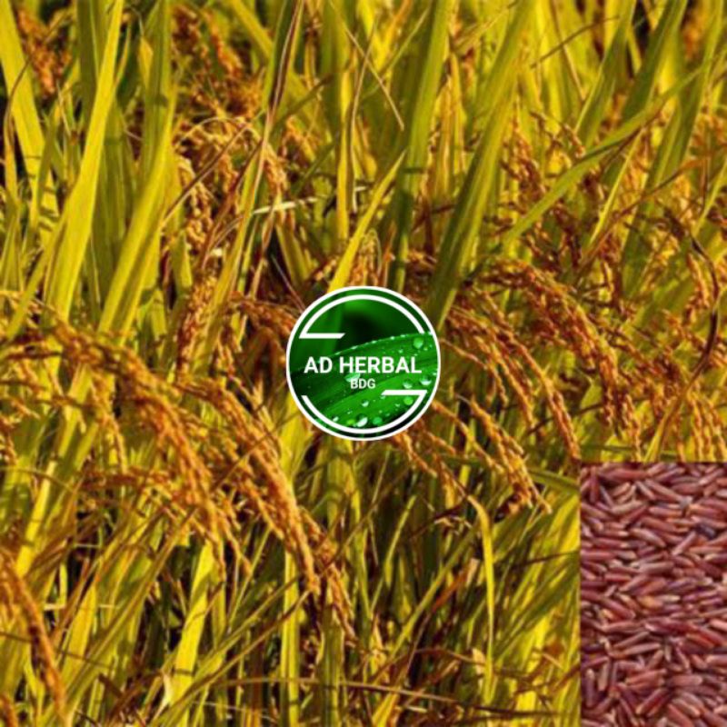 Jual Benih Padi Beras Merah Per 1 Kg | Shopee Indonesia